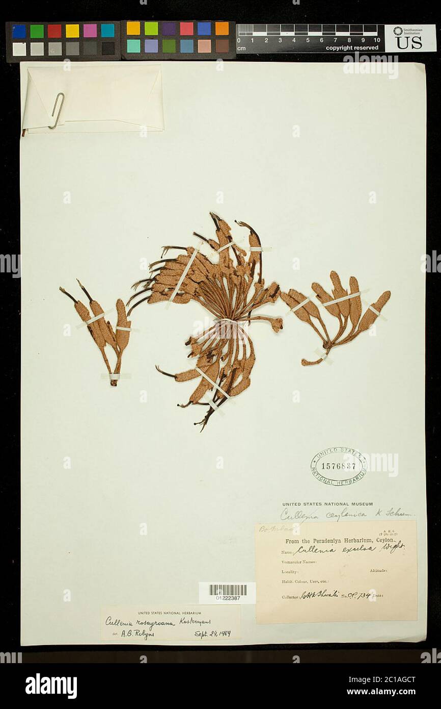 Cullenia rosayroana Cullenia rosayroana Stock Photo - Alamy