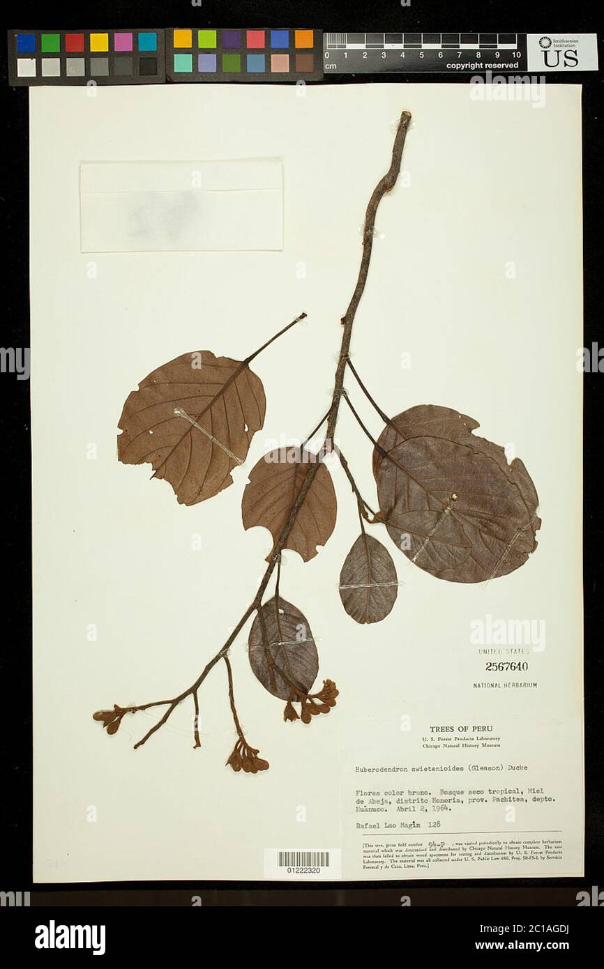 Huberodendron swietenioides Gleason Ducke Huberodendron swietenioides ...