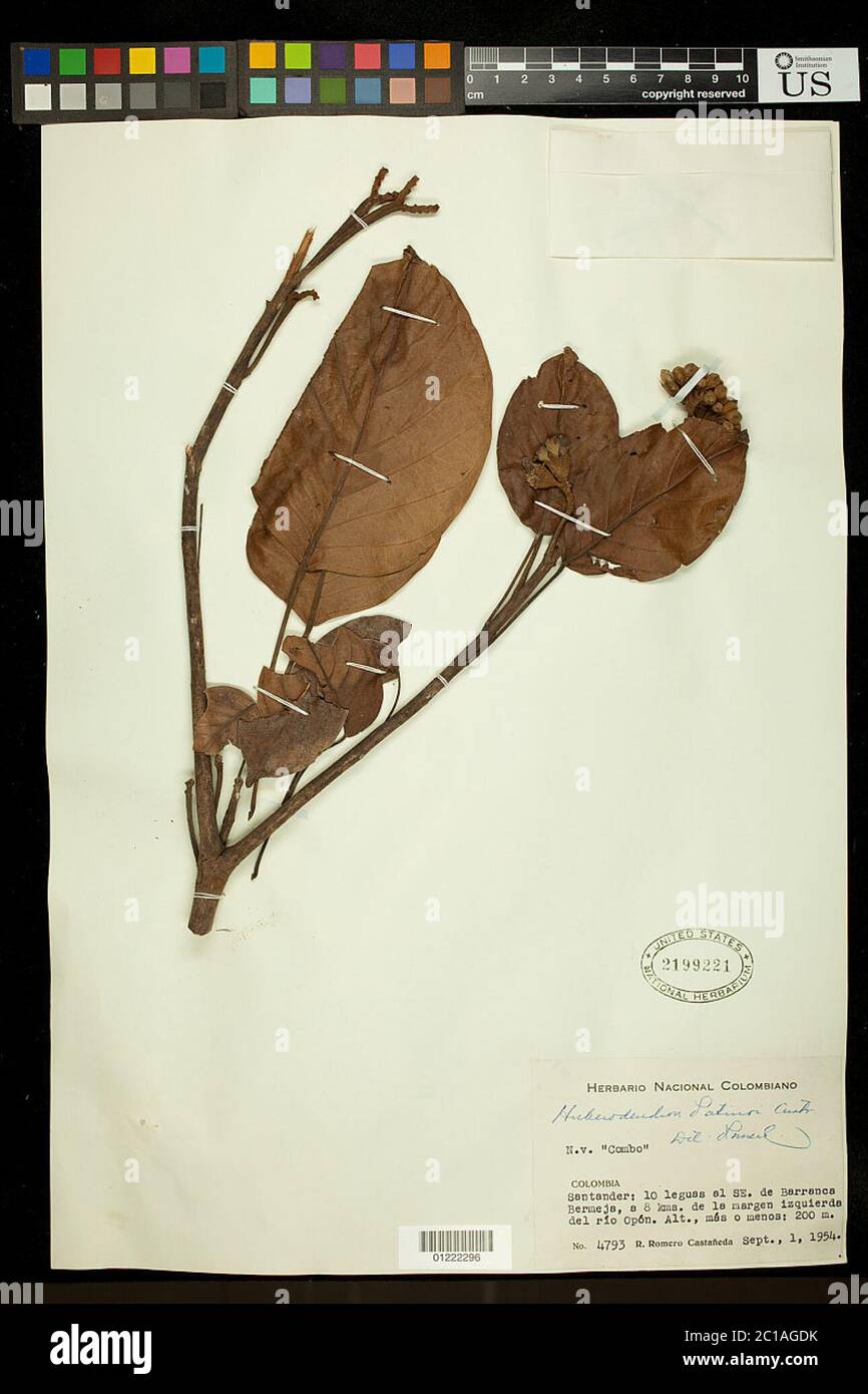 Huberodendron patinoi Huberodendron patinoi Stock Photo - Alamy