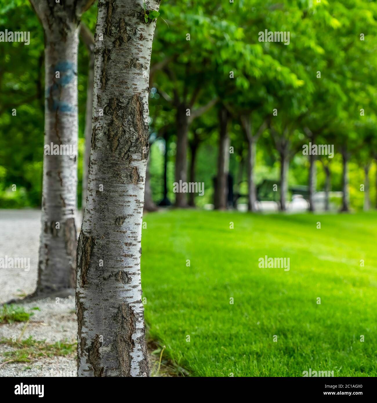 Square frame Lush trees with white barks and abundant leaves along road ...