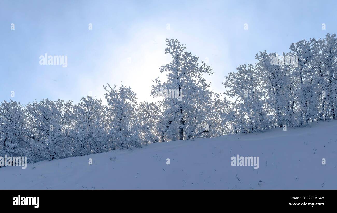 Panorama Beautiful frosted trees on the snow covered slope of Wasatch ...