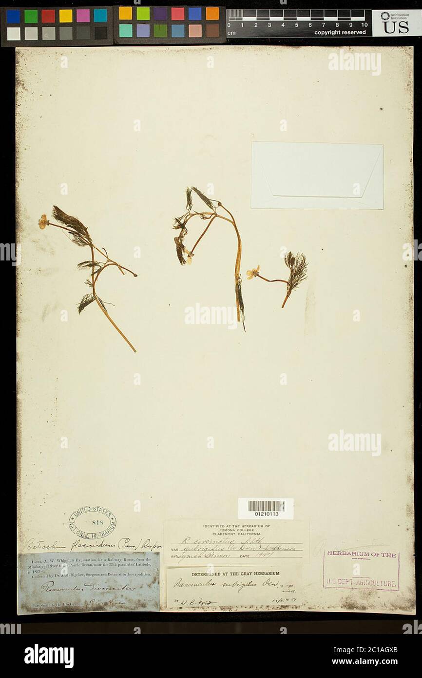 Ranunculus subrigidus Drew Ranunculus subrigidus Drew Stock Photo - Alamy