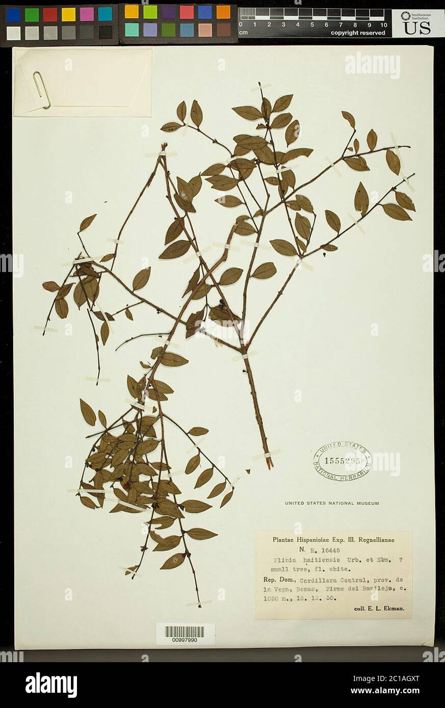 Plinia haitiensis Urb Ekman Plinia haitiensis Urb Ekman Stock Photo - Alamy