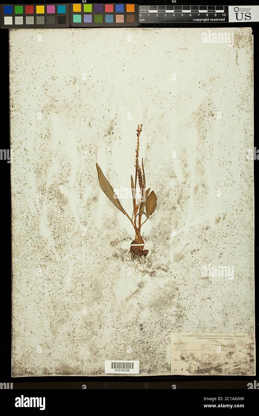 Viviparum hi-res stock photography and images - Alamy