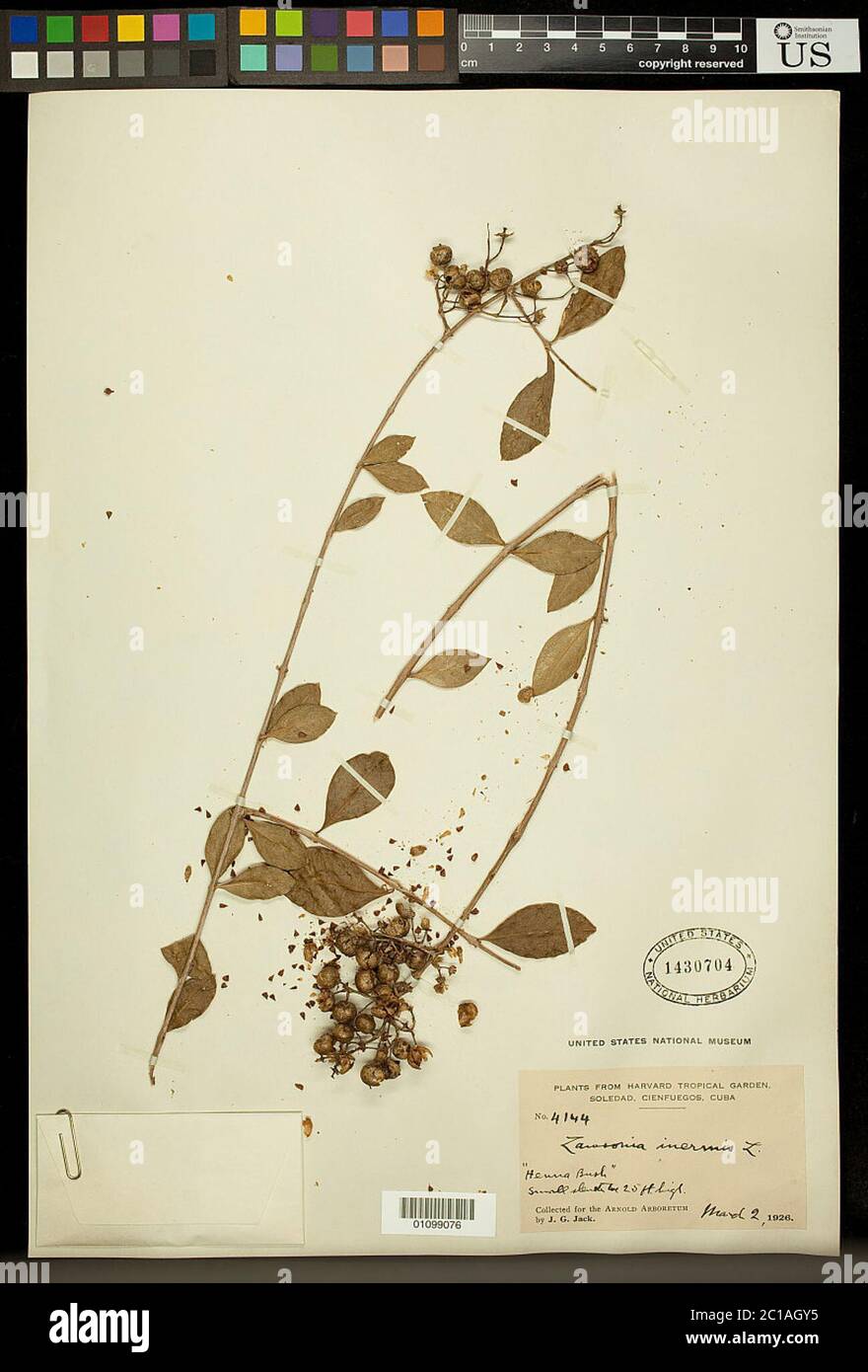 Lawsonia inermis L Lawsonia inermis L Stock Photo - Alamy