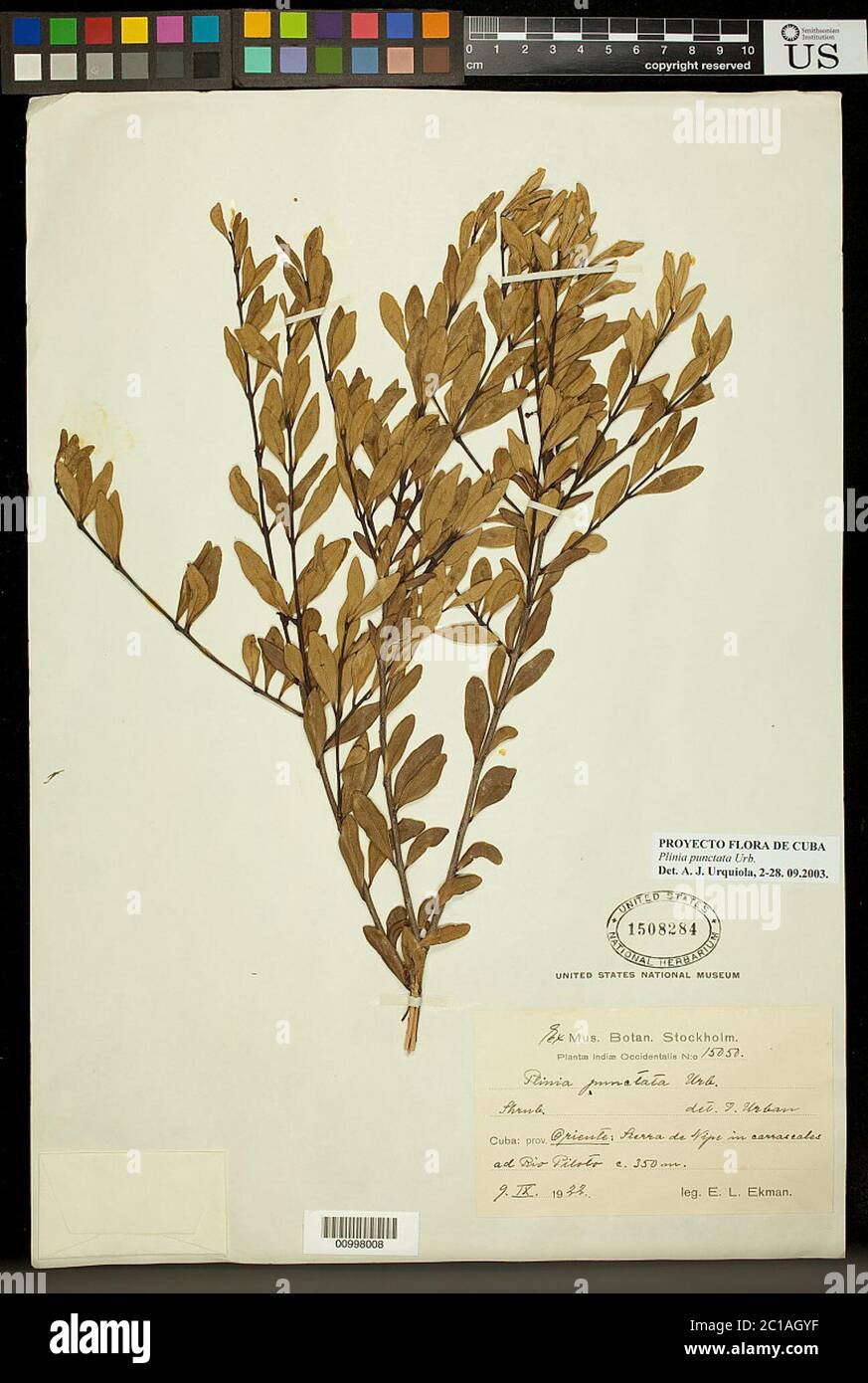 Plinia punctata Urb Plinia punctata Urb Stock Photo - Alamy