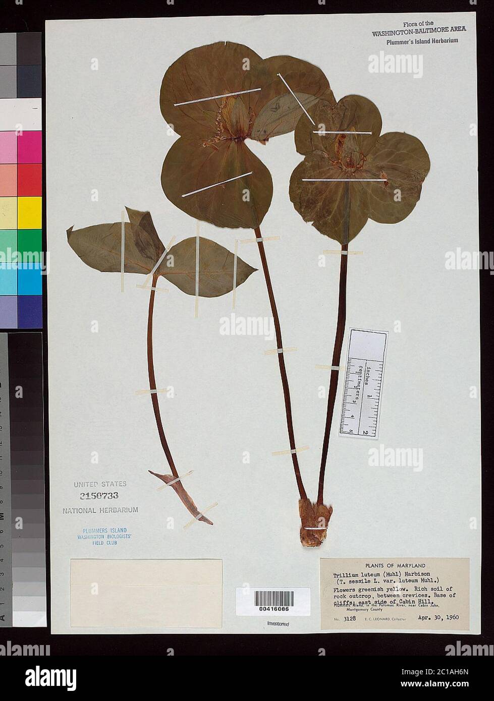 Sessile trillium wildflower hi-res stock photography and images - Alamy