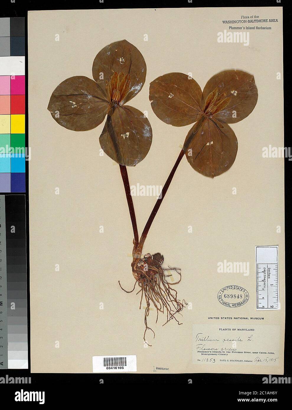 Sessile trillium wildflower hi-res stock photography and images - Alamy