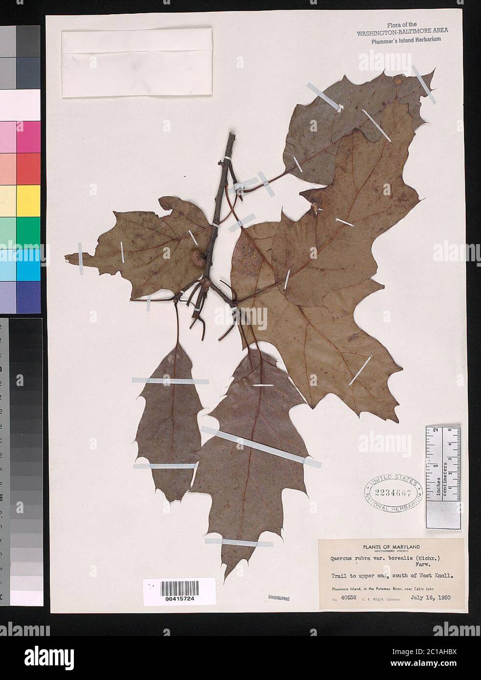 Northern red oak quercus borealis hi-res stock photography and images ...