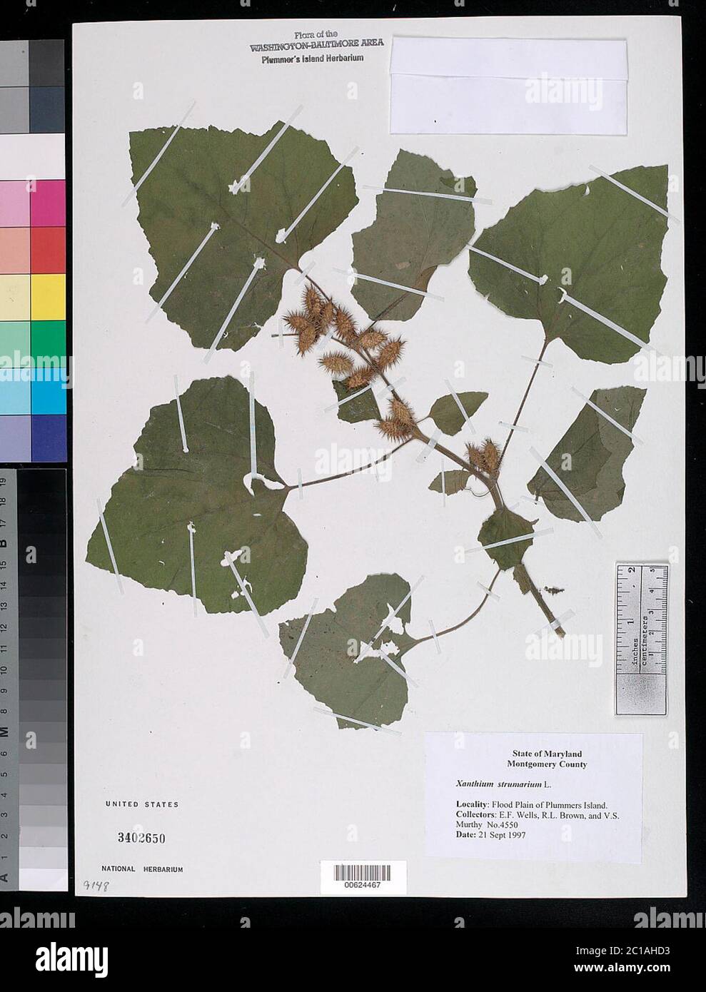 Strumarium hi-res stock photography and images - Alamy