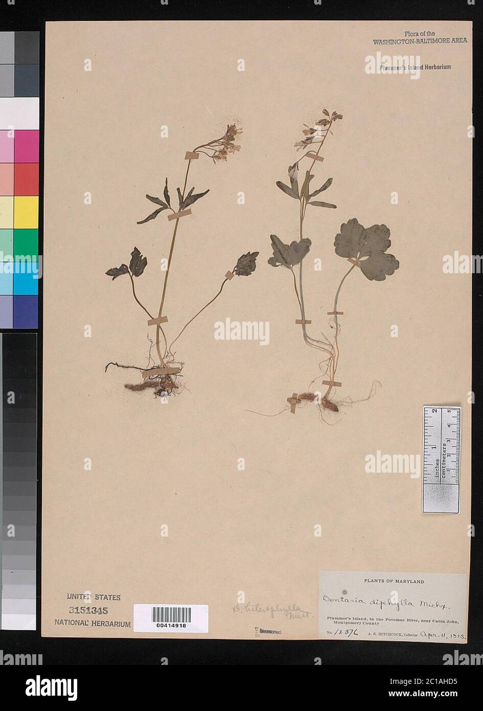 Cardamine angustata Cardamine angustata Stock Photo - Alamy