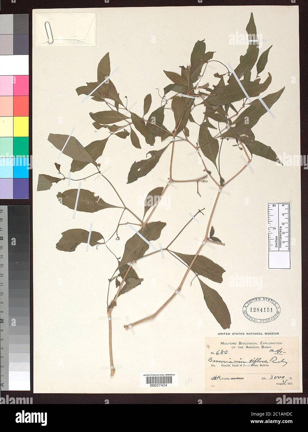 Minutiflora hi-res stock photography and images - Alamy