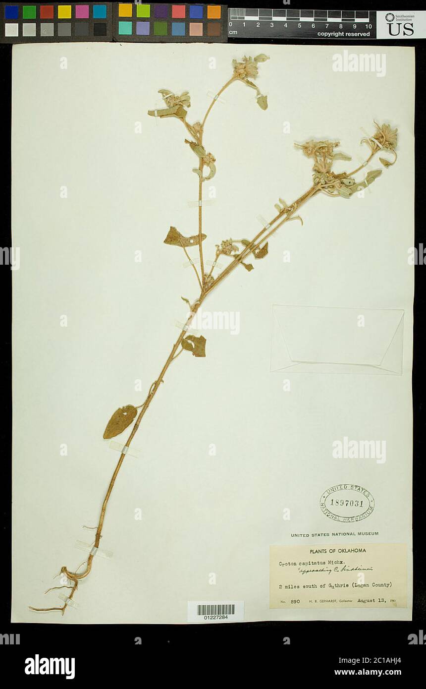 Croton capitatus hi-res stock photography and images - Alamy