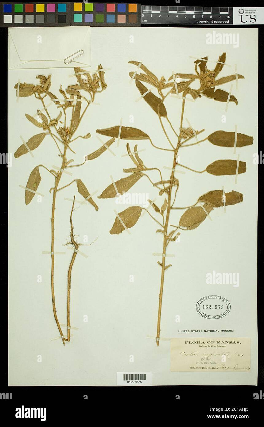 Croton capitatus Croton capitatus Stock Photo - Alamy