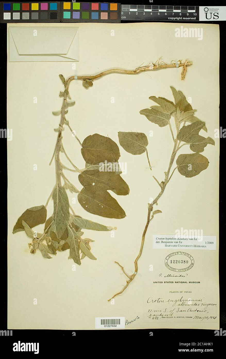 Croton heptalon Kuntze BW van Ee PE Berry Croton heptalon Kuntze BW van ...