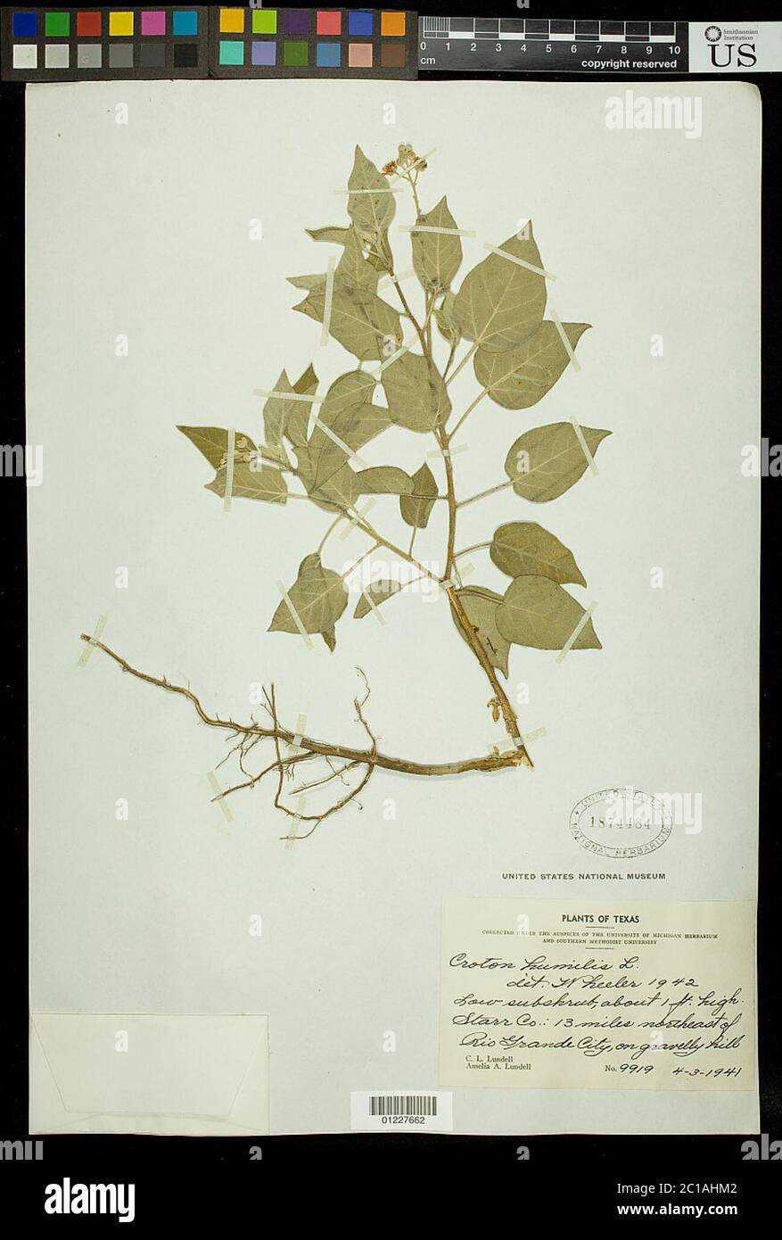 Croton humilis L Croton humilis L Stock Photo - Alamy