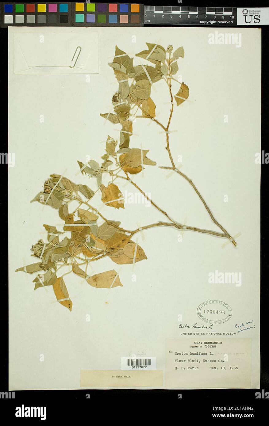 Croton humilis L Croton humilis L Stock Photo - Alamy