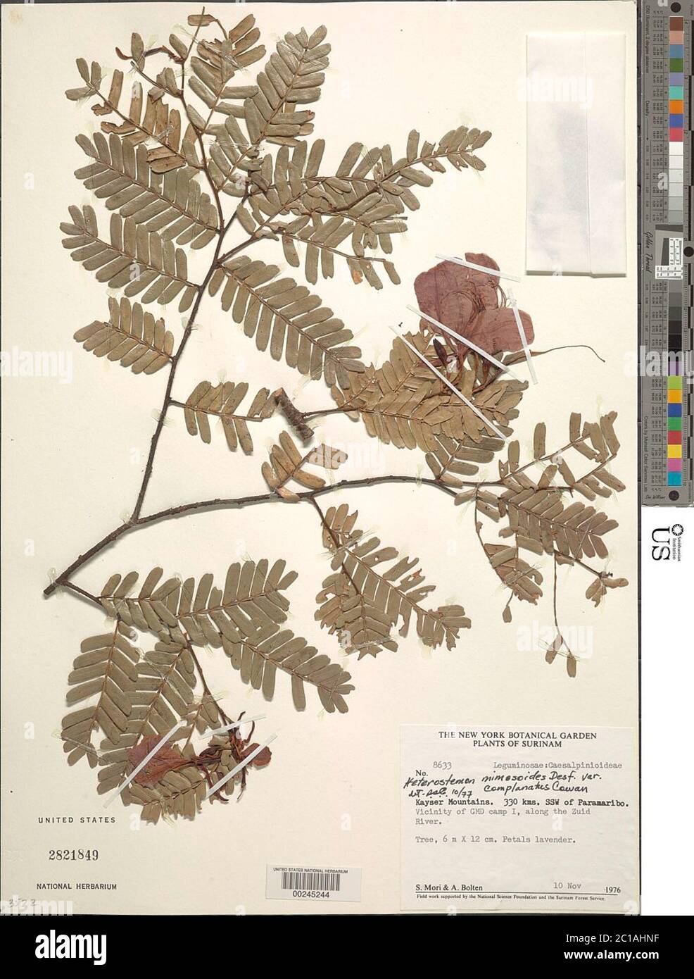 00001223.tif Heterostemon mimosoides var complanatus RS Cowan Stock ...