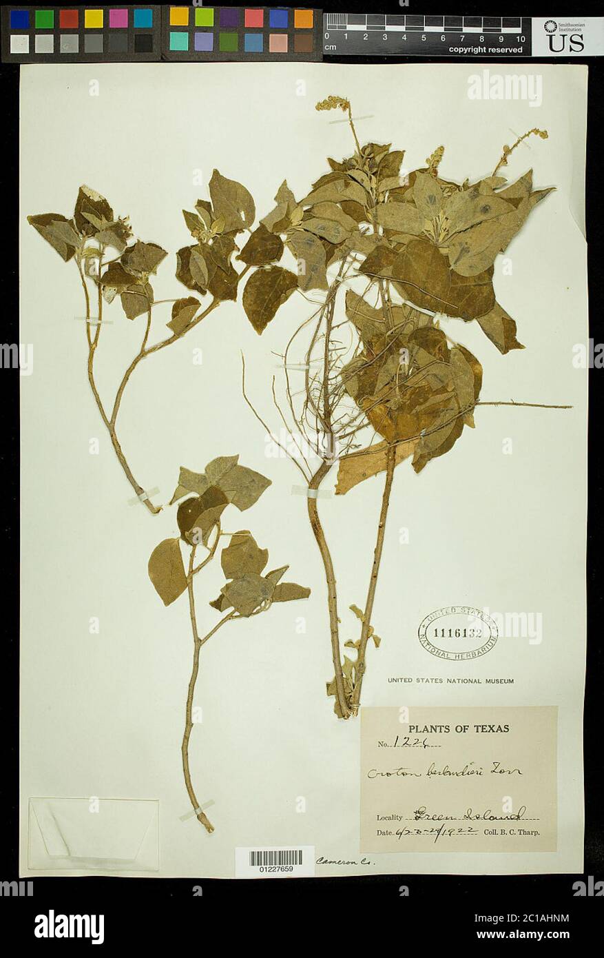Croton humilis L Croton humilis L Stock Photo - Alamy