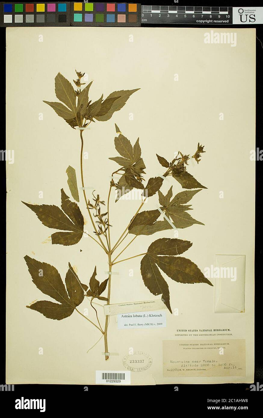 Croton lobatus L Croton lobatus L Stock Photo - Alamy