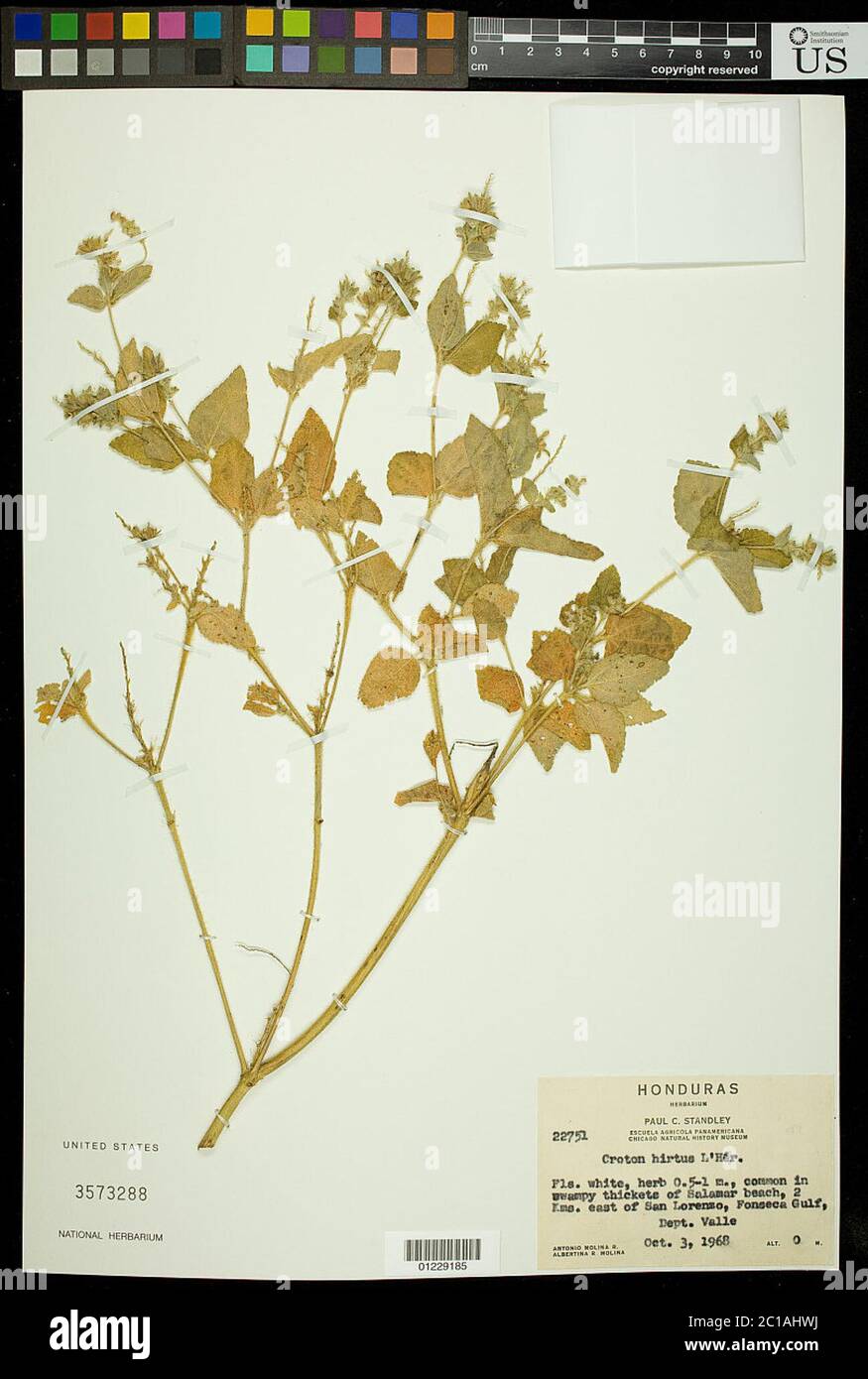 Croton hirtus LHr Croton hirtus LHr Stock Photo - Alamy