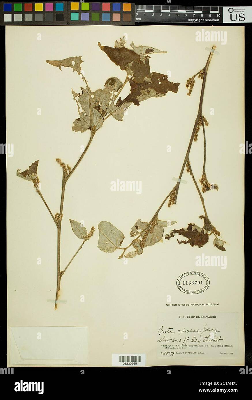Croton niveus Jacq Croton niveus Jacq Stock Photo - Alamy