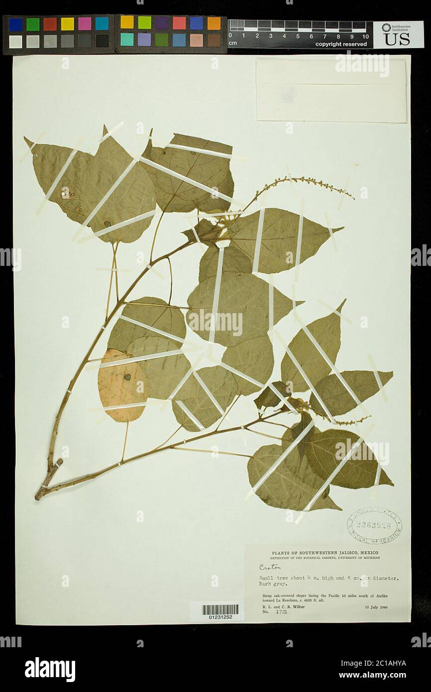 Croton sp hi-res stock photography and images - Alamy