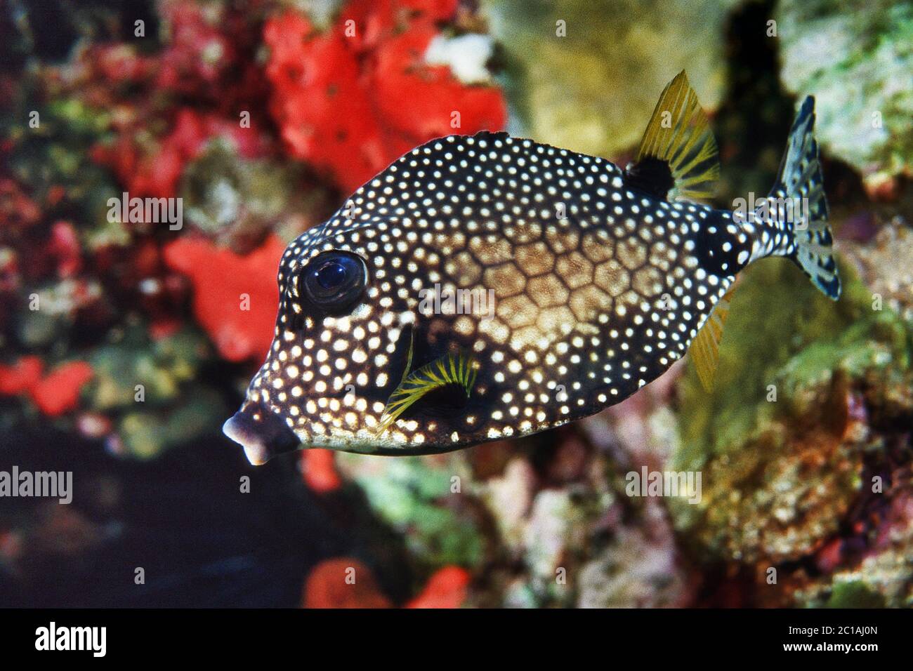 Smooth trunkfish - Lactophrys triqueter Stock Photo - Alamy