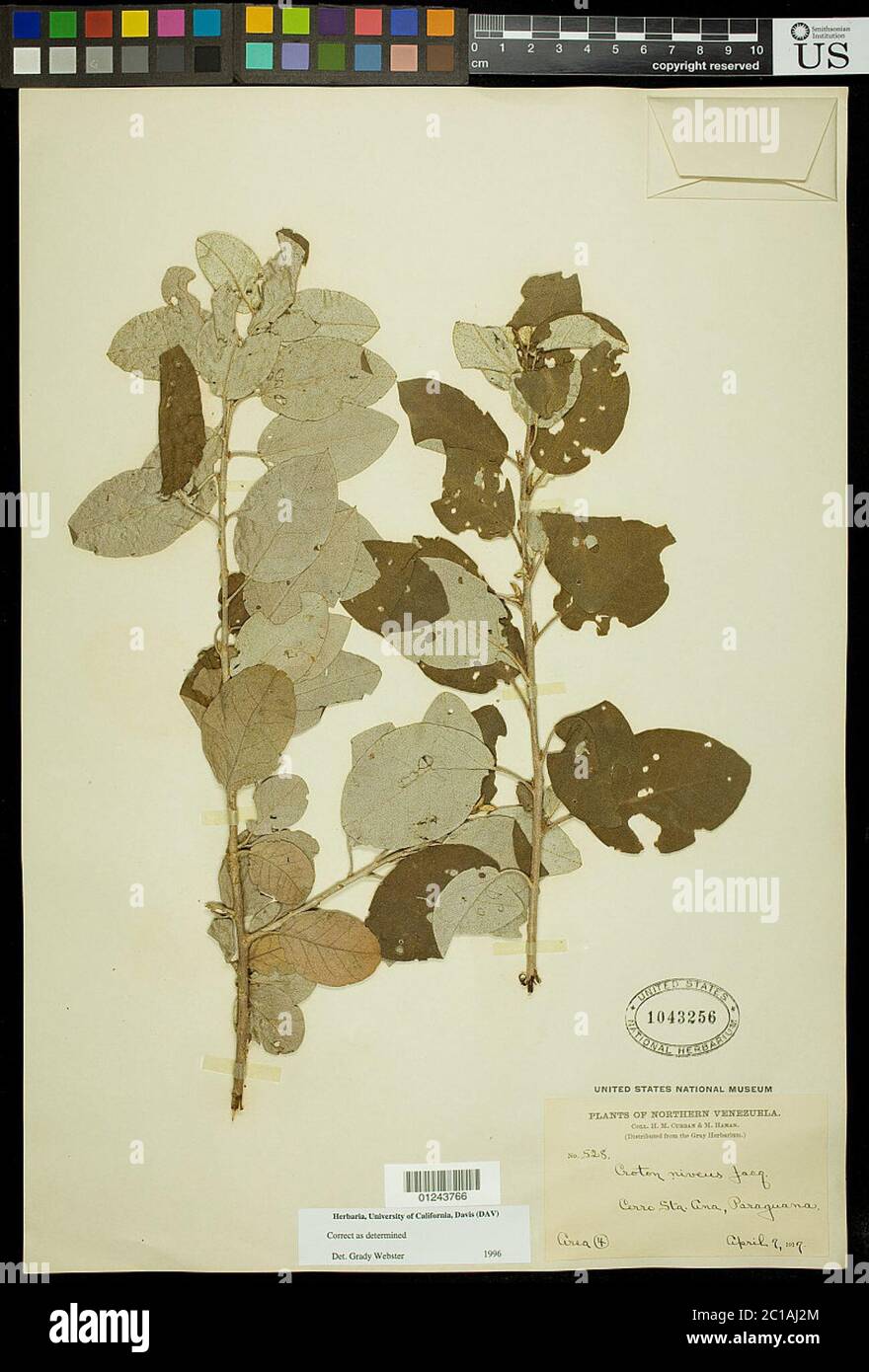 Croton niveus Jacq Croton niveus Jacq Stock Photo - Alamy