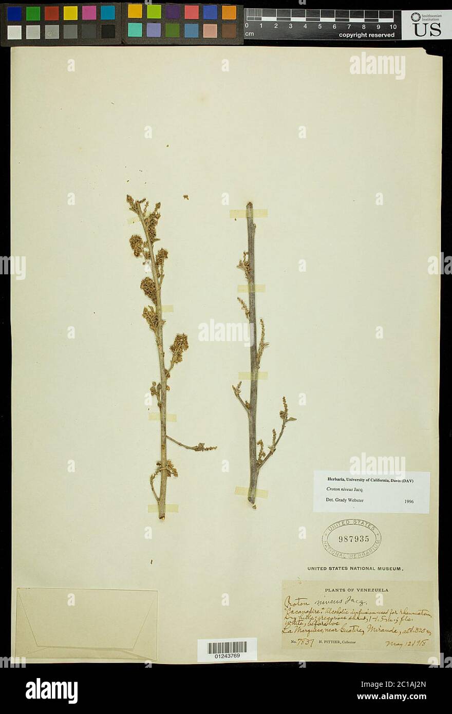 Croton niveus Jacq Croton niveus Jacq Stock Photo - Alamy