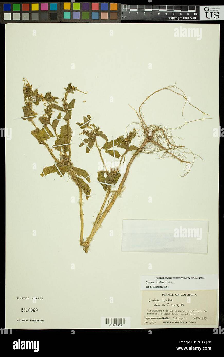 Croton hirtus LHr Croton hirtus LHr Stock Photo - Alamy