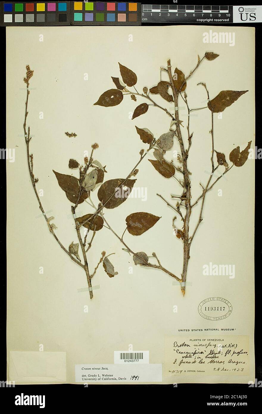 Croton niveus Jacq Croton niveus Jacq Stock Photo - Alamy