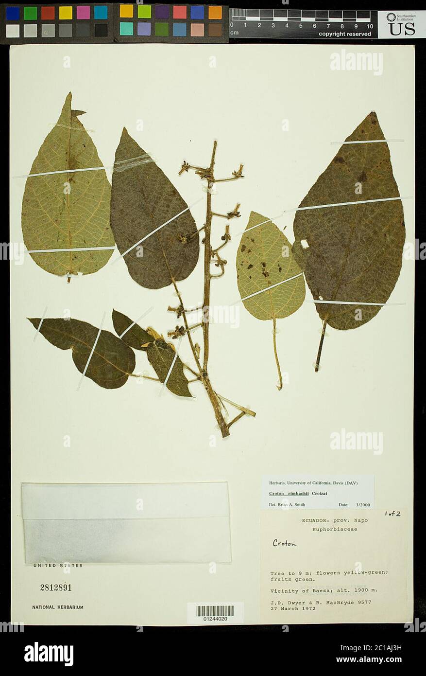 Croton rimbachii Croizat Croton rimbachii Croizat Stock Photo - Alamy