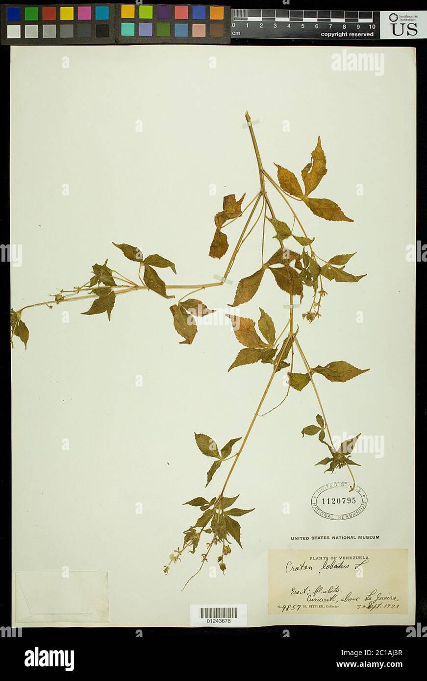 Croton lobatus L Croton lobatus L Stock Photo - Alamy