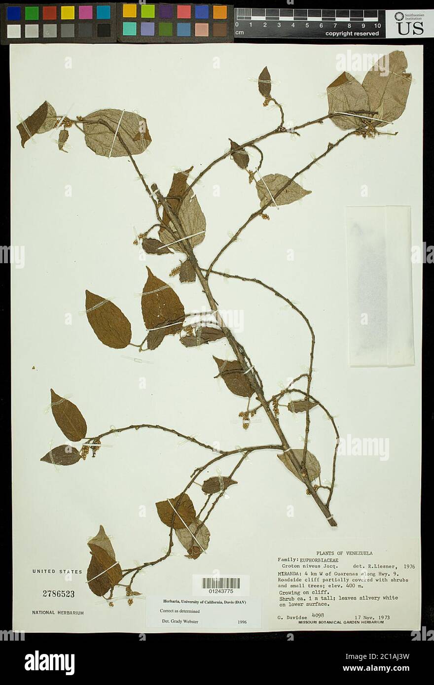 Niveus hi-res stock photography and images - Alamy