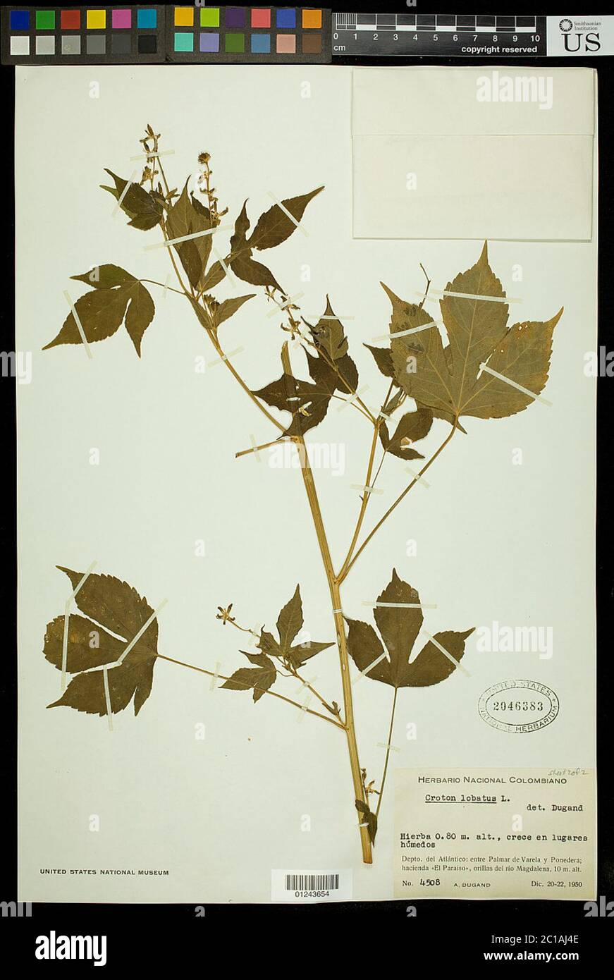 Croton angiosperm hi-res stock photography and images - Alamy