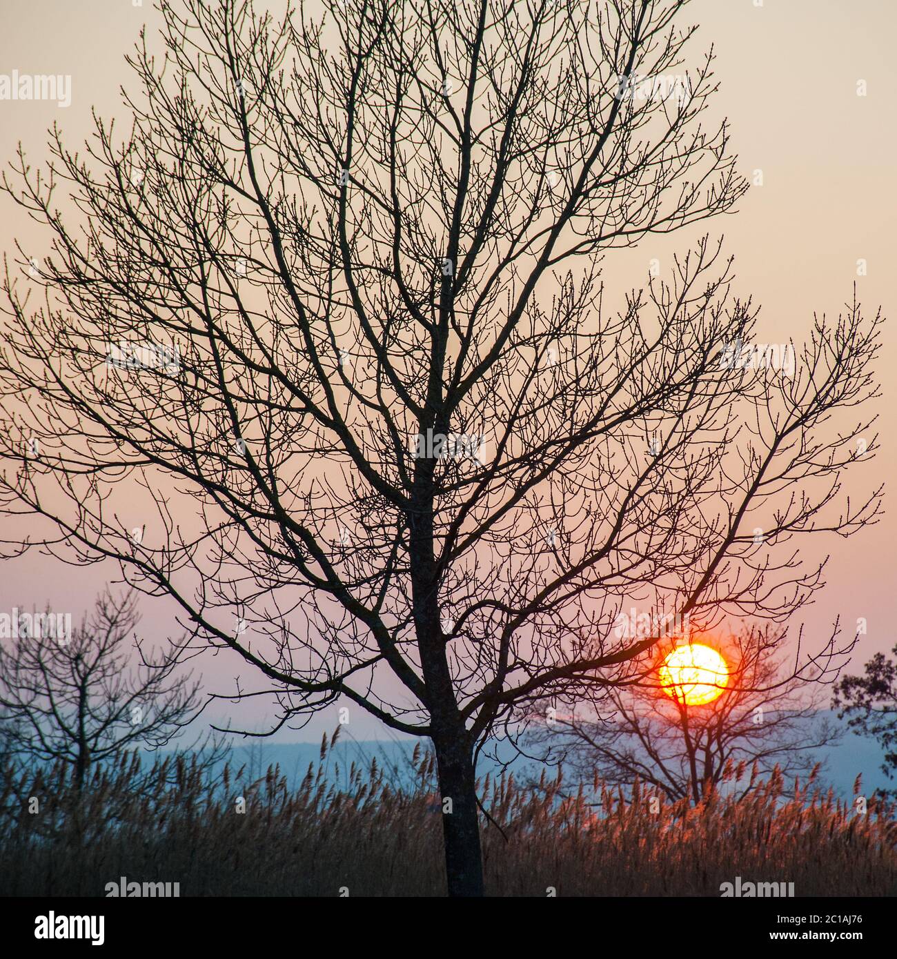 Tree at sunset Stock Photo - Alamy