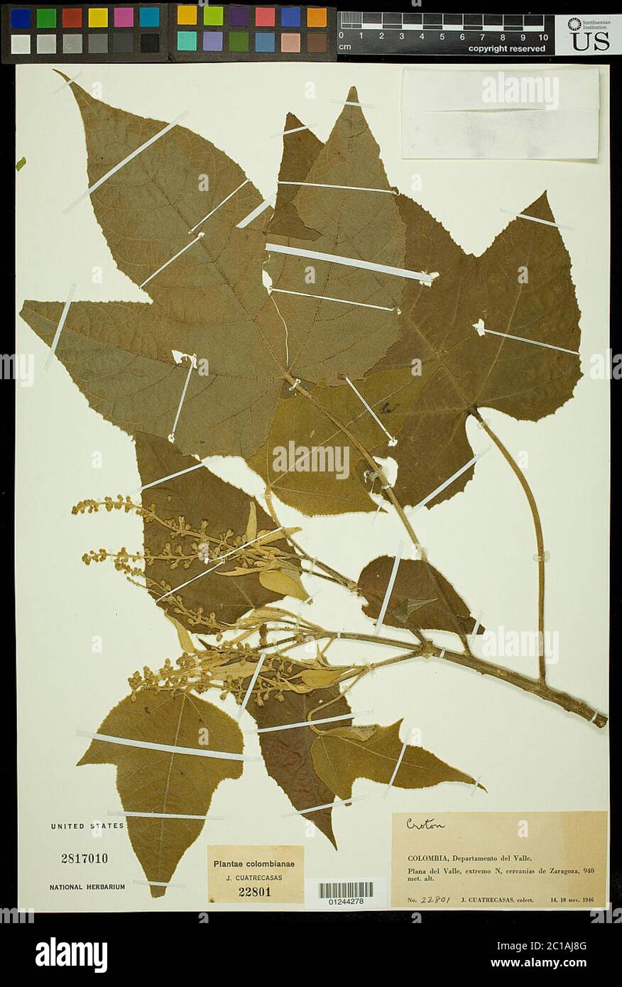 Croton sp hi-res stock photography and images - Alamy