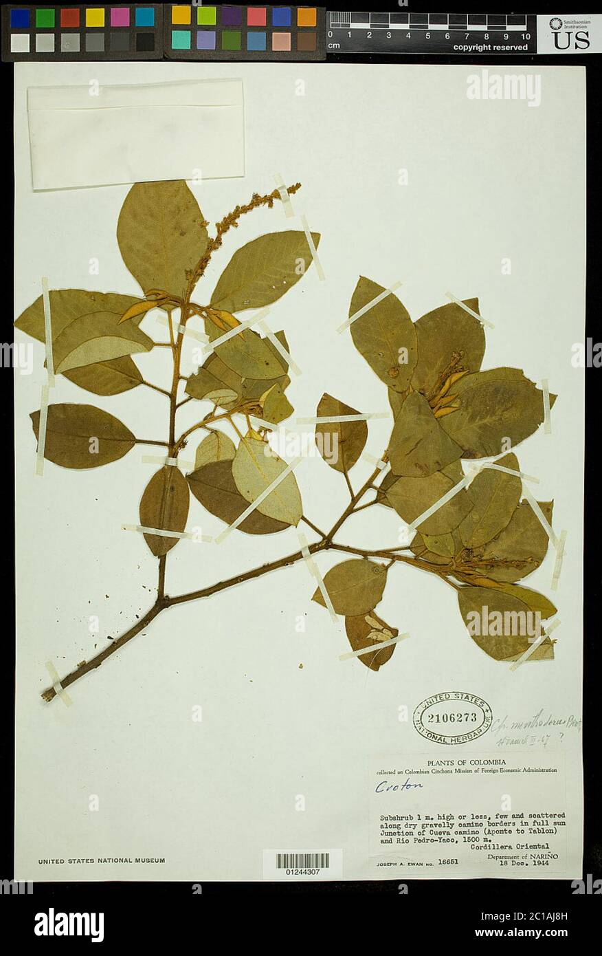 Croton sp hi-res stock photography and images - Alamy