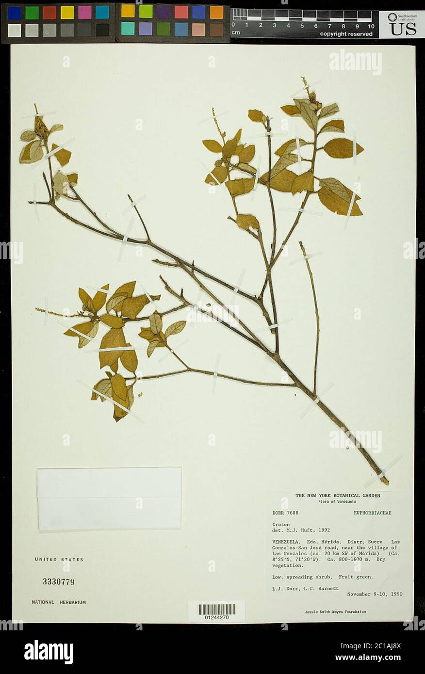 Croton sp hi-res stock photography and images - Alamy