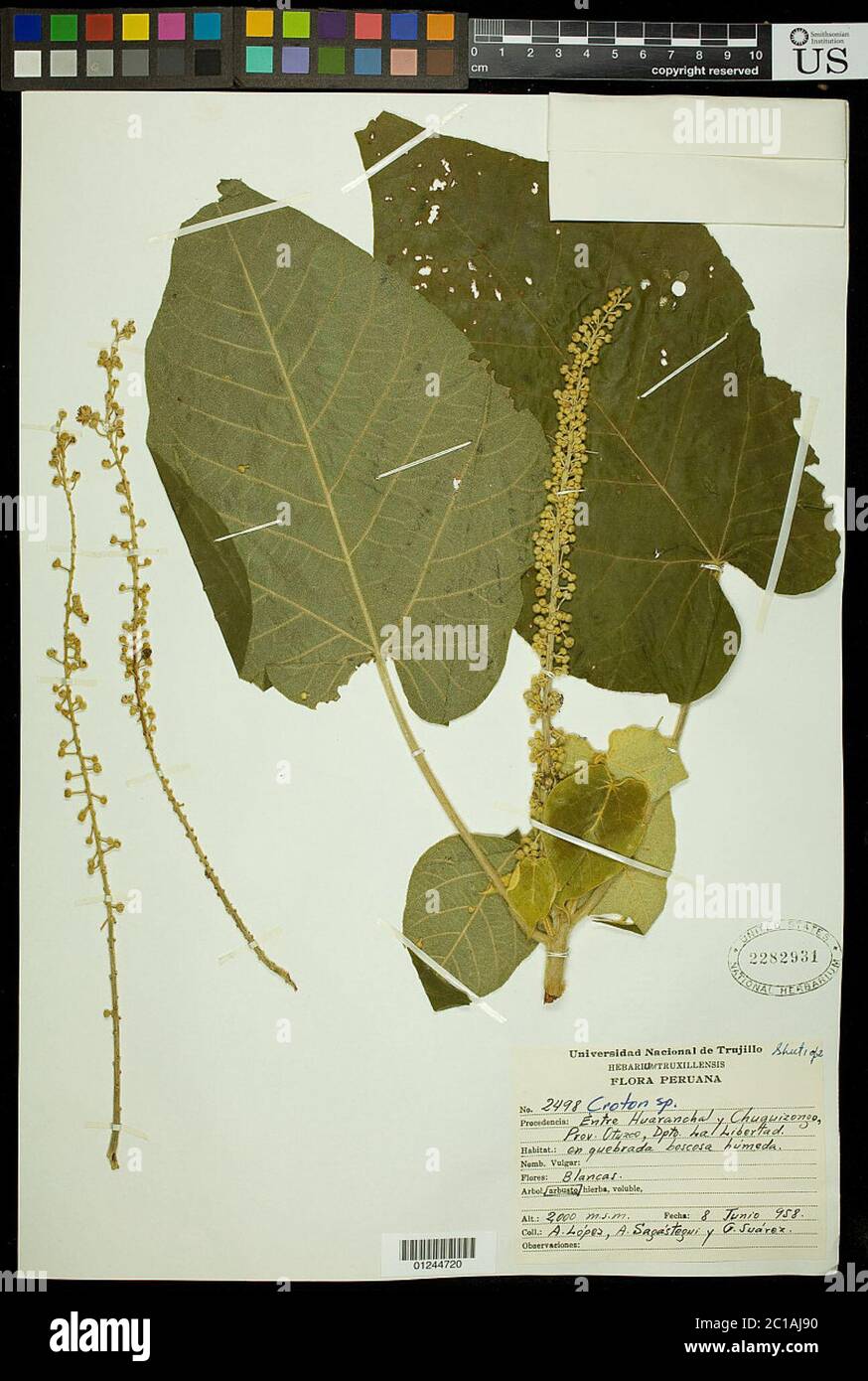 Croton sp hi-res stock photography and images - Alamy