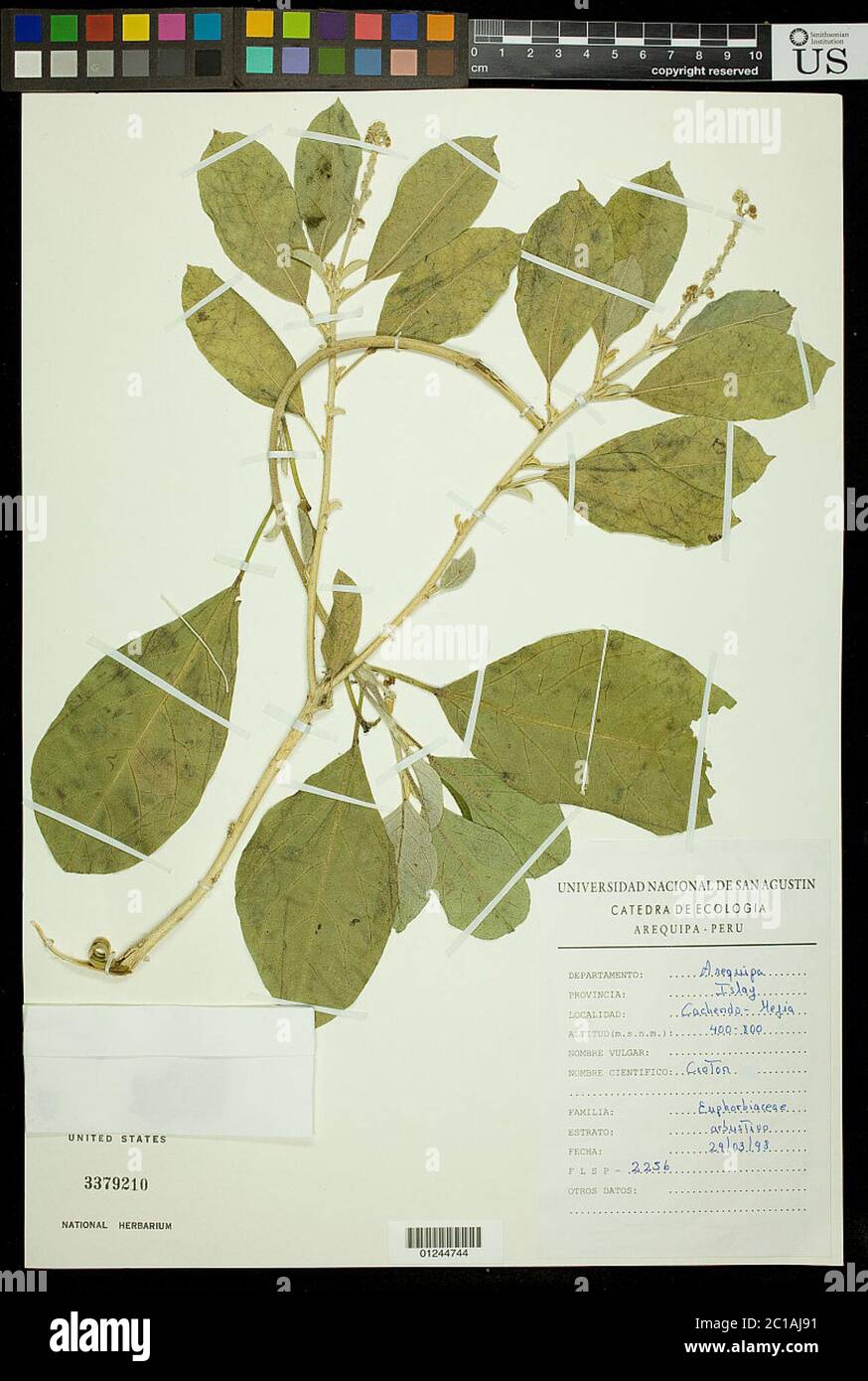 Croton sp hi-res stock photography and images - Alamy