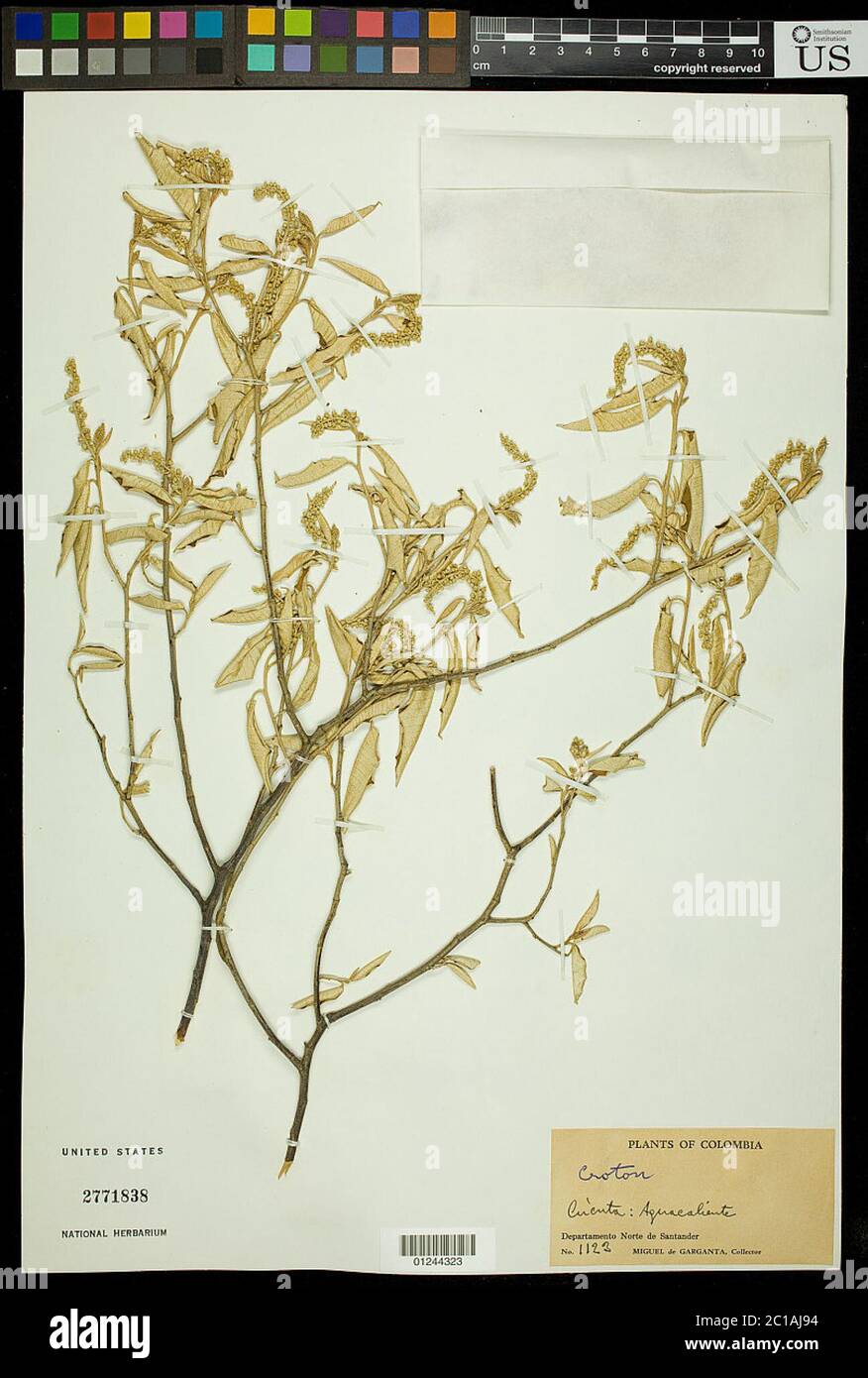 Croton sp hi-res stock photography and images - Alamy