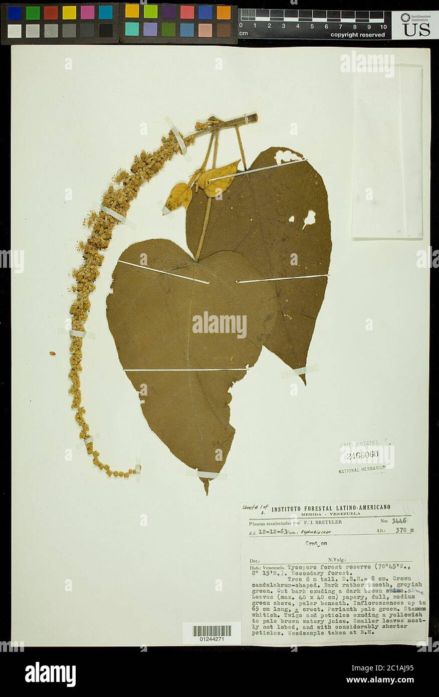 Croton sp hi-res stock photography and images - Alamy