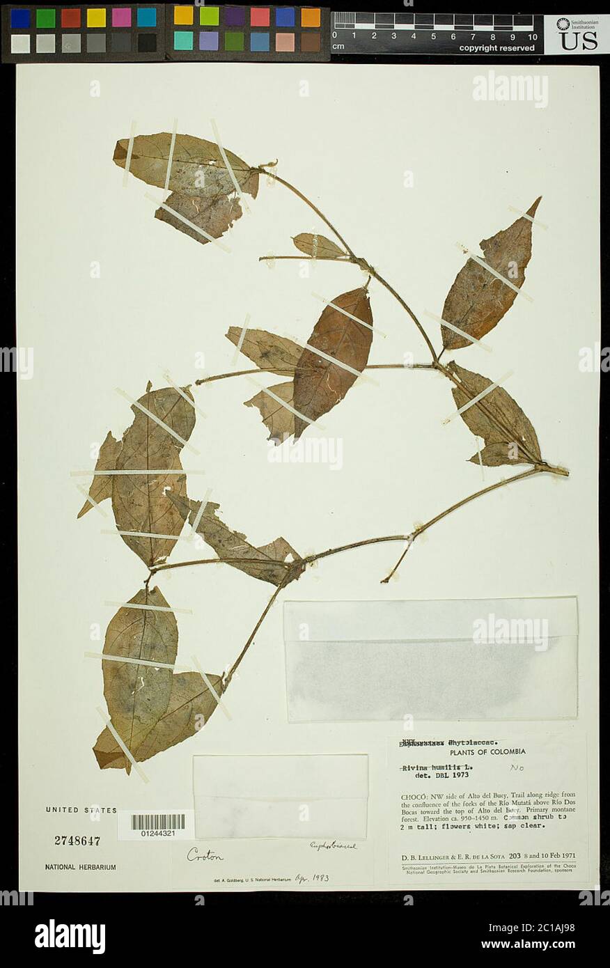 Croton sp hi-res stock photography and images - Alamy