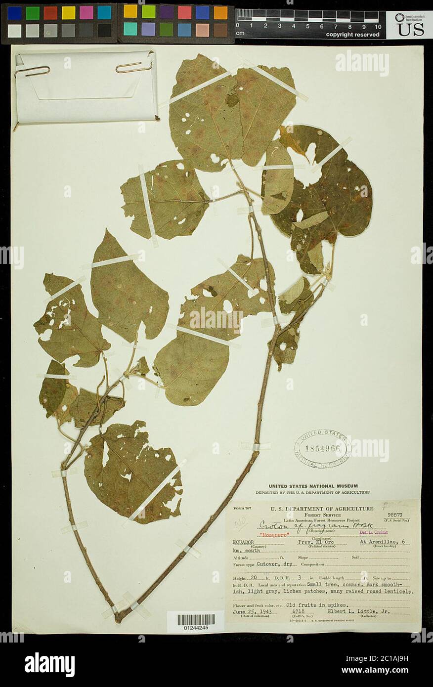 Croton sp hi-res stock photography and images - Alamy