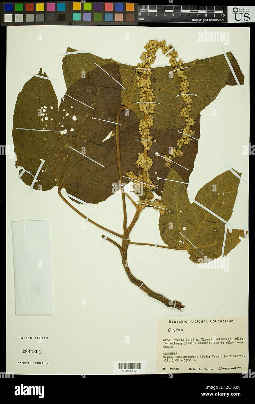 Croton sp hi-res stock photography and images - Alamy