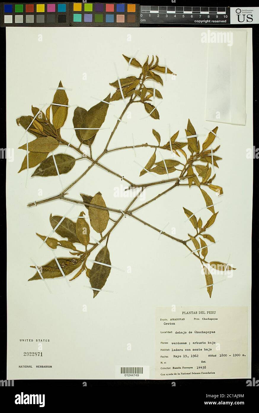 Croton sp hi-res stock photography and images - Alamy