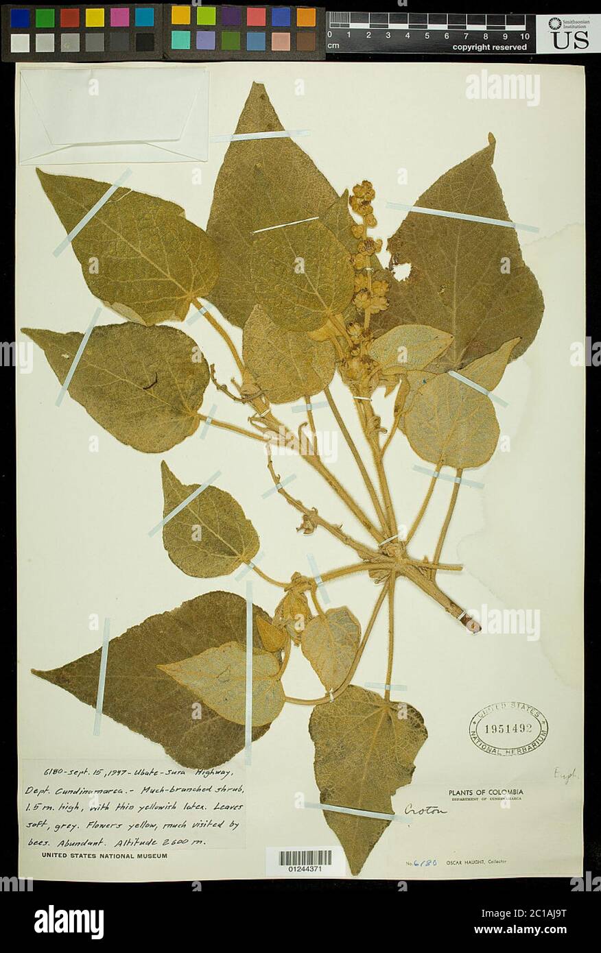 Croton sp hi-res stock photography and images - Alamy