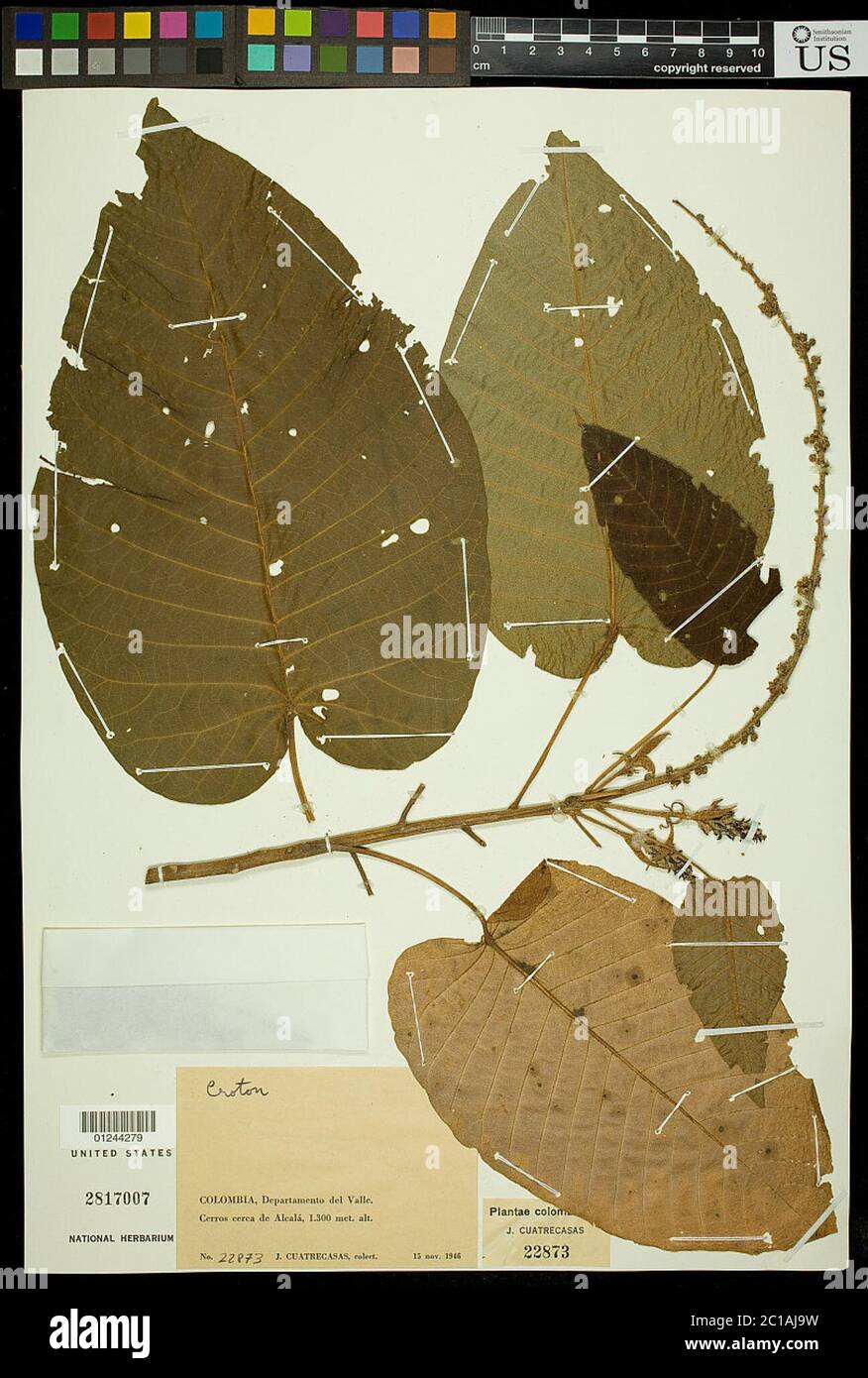 Croton sp hi-res stock photography and images - Alamy